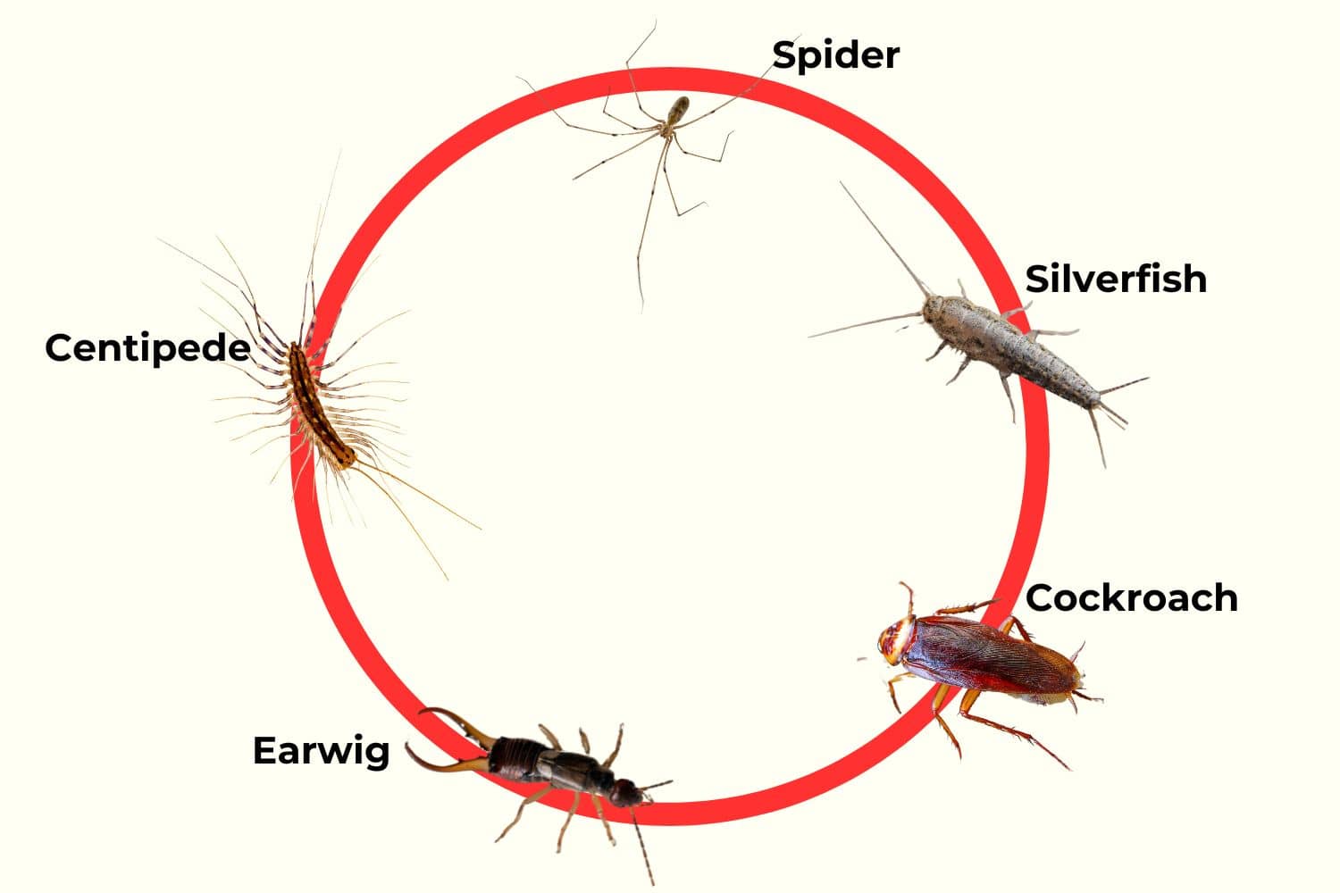 Common Basement Bugs and How to Keep Them Out - Buckeye Basement Solutions