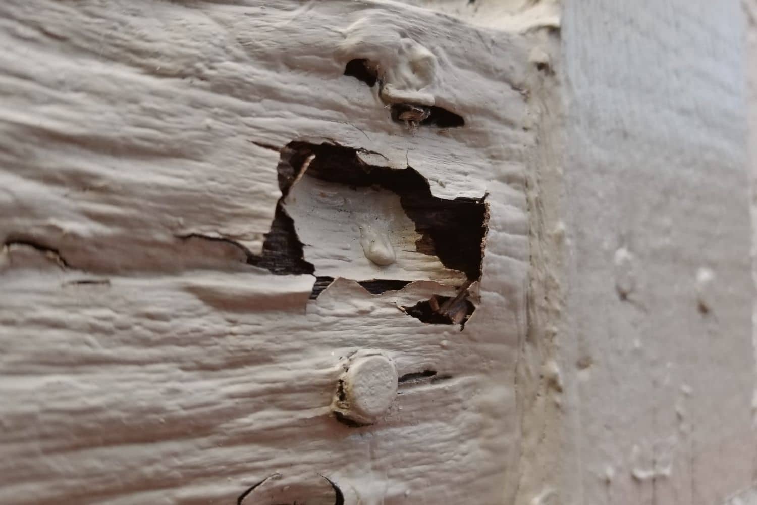 Dry Rot vs Mold and the Structural Risks They Can Pose - Buckeye ...